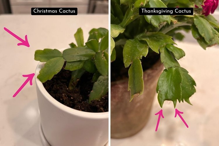 Christmas Cactus Care — Plant and Bloom Design Studio