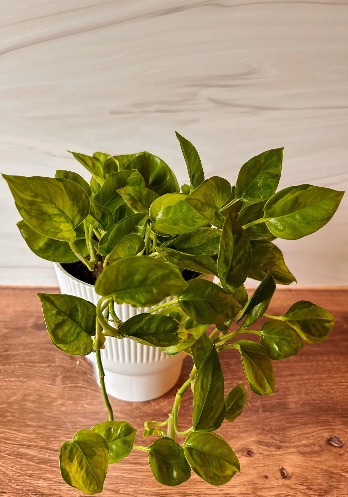 Lemon Meringue Pothos (Epipremnum aureum 'Lemon Meringue') — Plant and ...