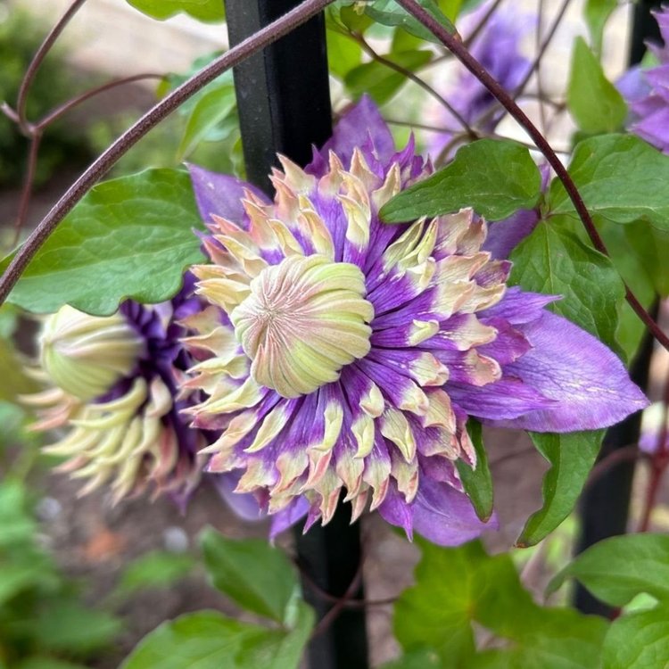 Clematis Taiga Vine — Plant and Bloom Design Studio