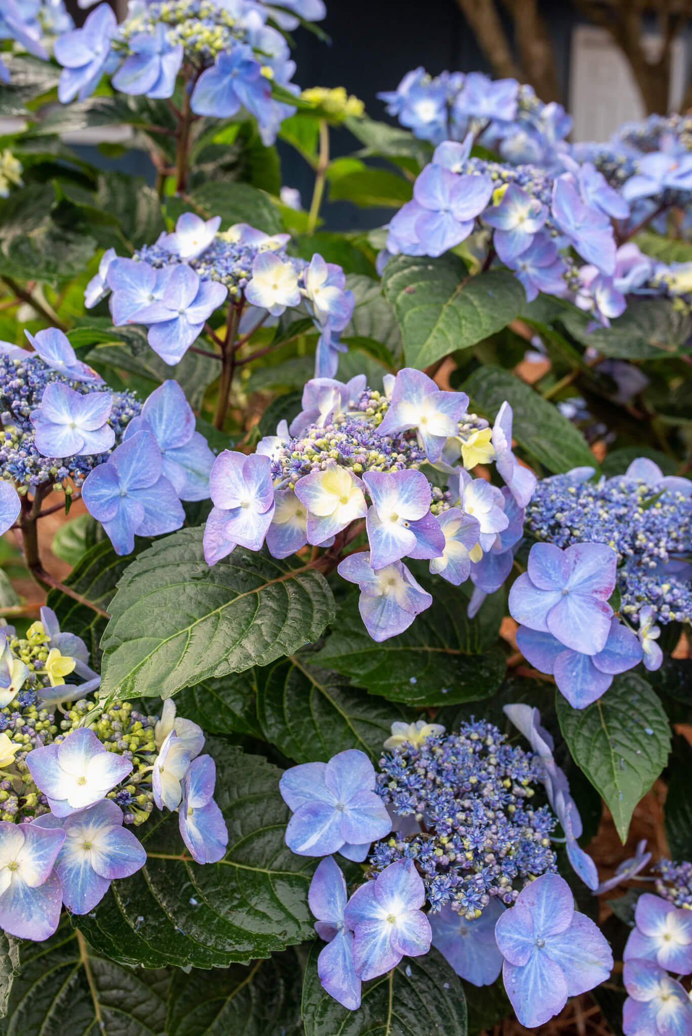 Endless Summer® Pop Star® Reblooming Hydrangea (Hydrangea macrophylla ...