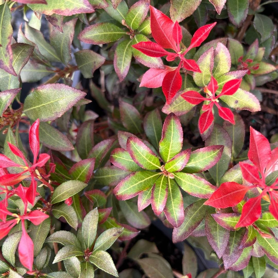 Japanese Andromeda Mountain Fire — Plant and Bloom Design Studio