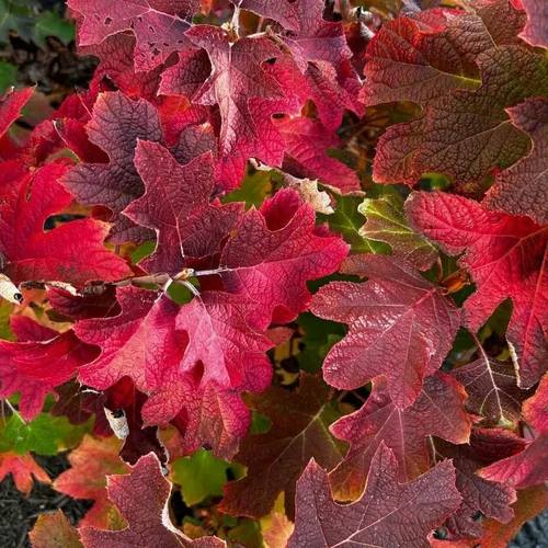 The Oakleaf Hydrangea — Plant and Bloom Design Studio