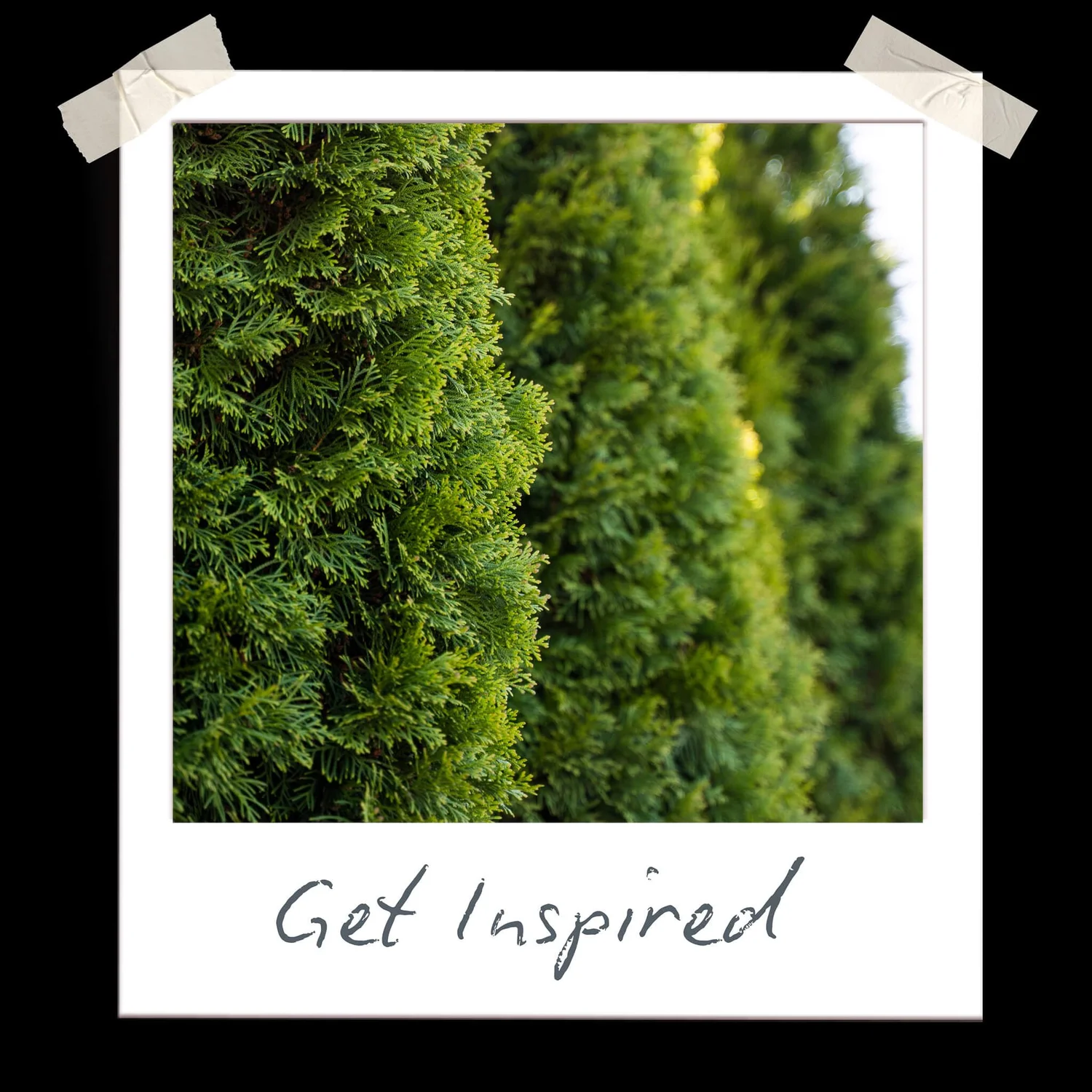 Plant and Bloom Design Studio - A Landscape Designer’s Blog