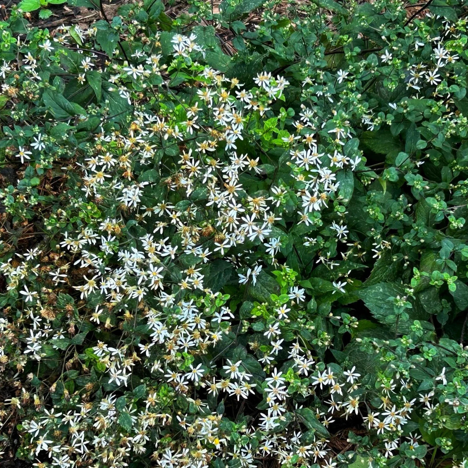 White Wood Aster (Eurybia divaricata) — Plant and Bloom Design Studio