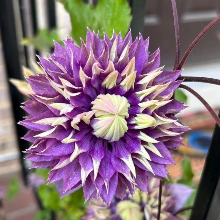 Clematis Taiga Vine — Plant and Bloom Design Studio