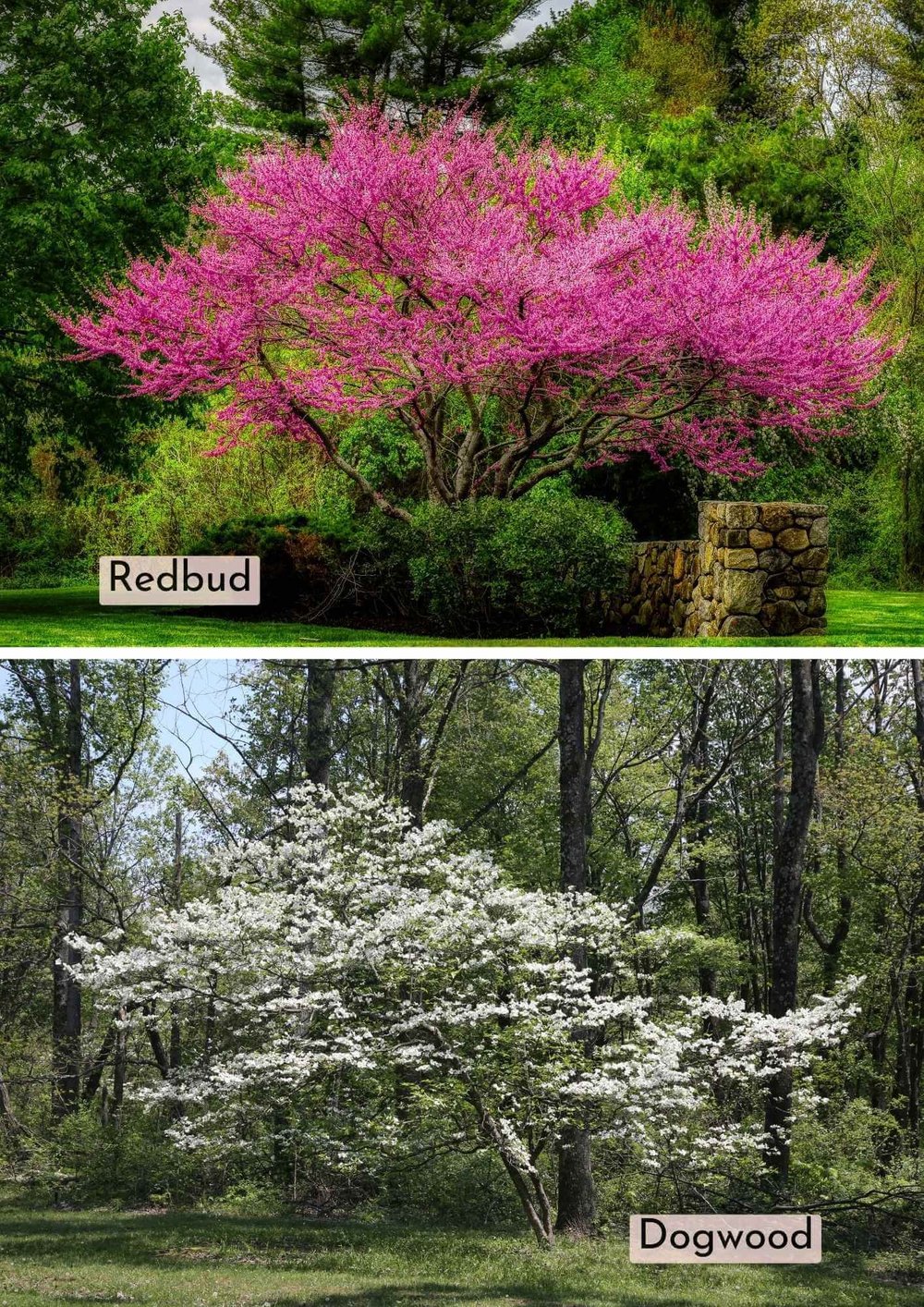 Eastern Redbud Tree — Plant and Bloom Design Studio