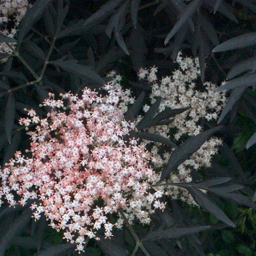 10 Goth Garden Plants: Dark Foliage Picks for a Moody Garden — Plant ...