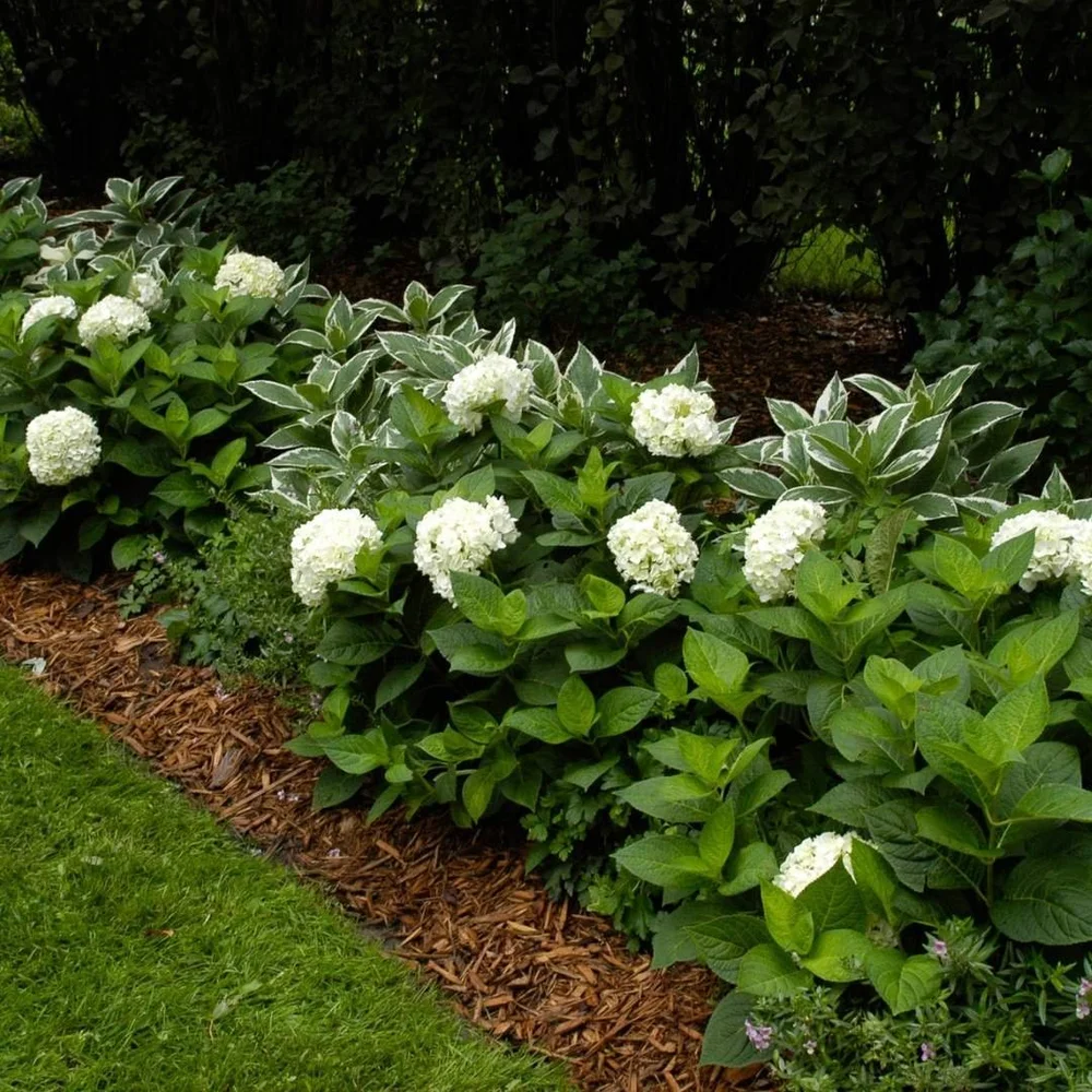 Endless Summer® Blushing Bride Hydrangea — Plant and Bloom Design Studio