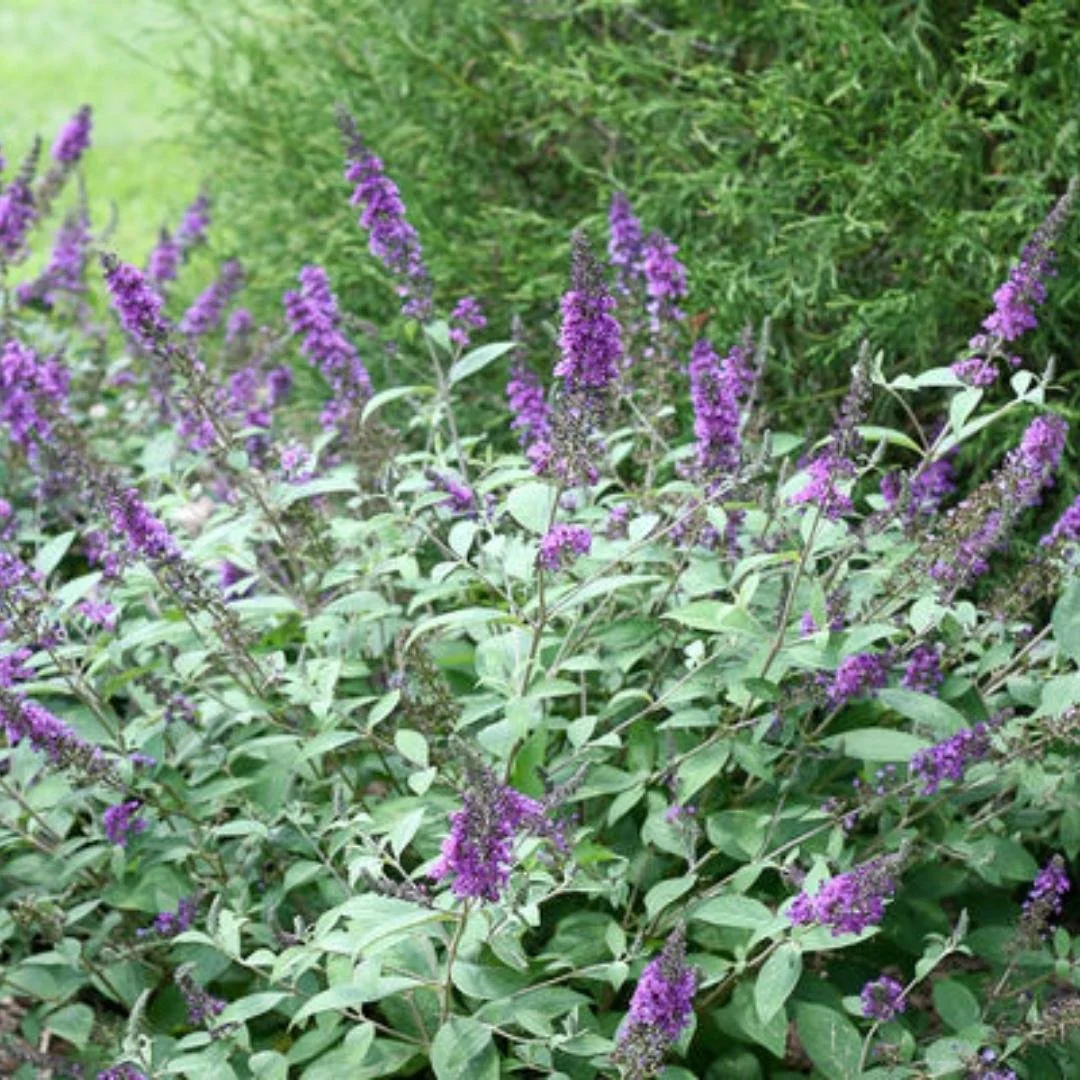 10 Front of the House Bushes — Plant and Bloom Design Studio