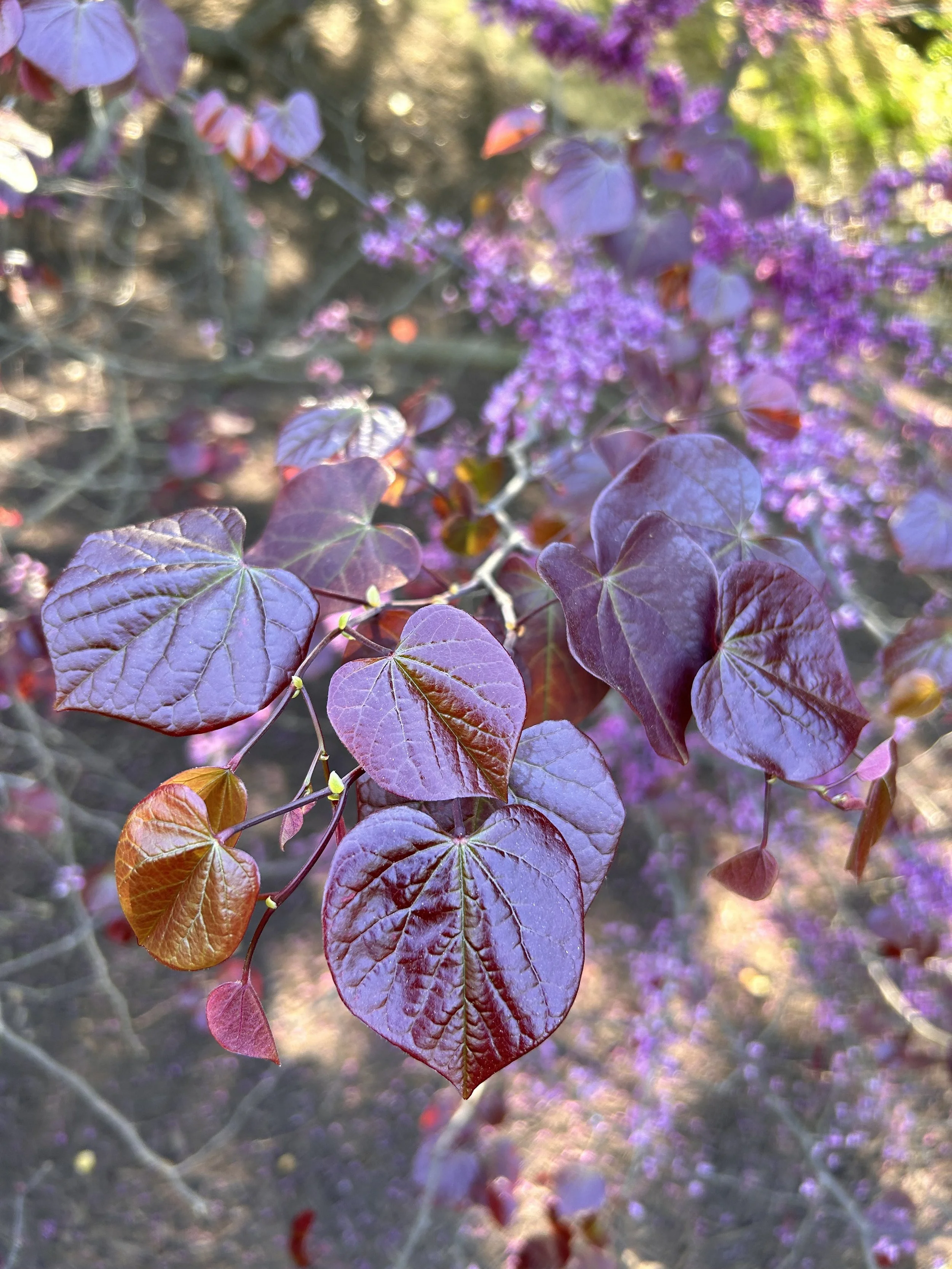 Eastern Redbud (Cercis canadensis). — Plant and Bloom Design Studio