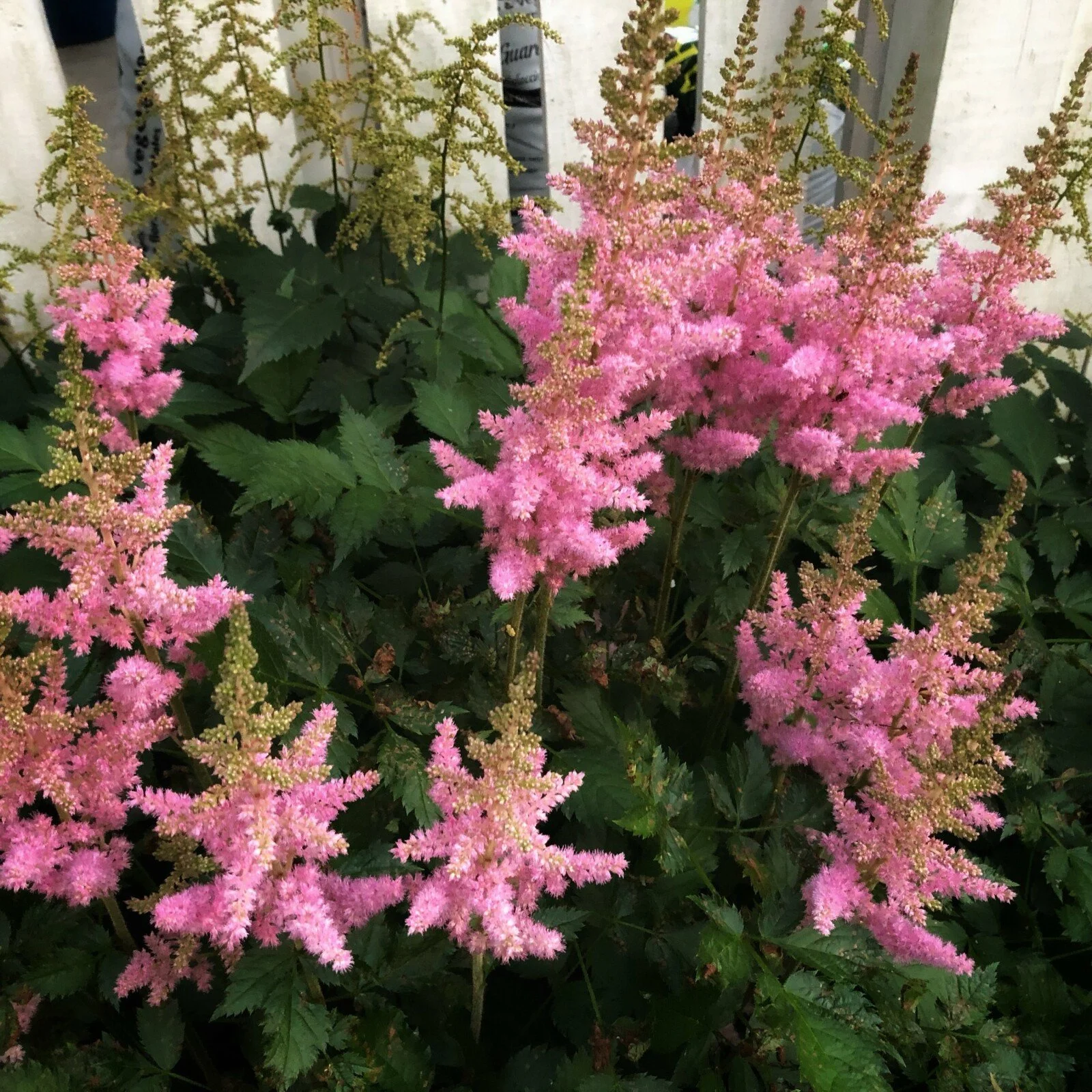 Astilbe — Plant and Bloom Design Studio