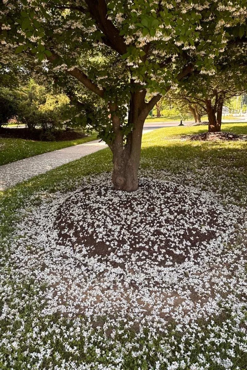 Japanese Snowbell Tree — Plant and Bloom Design Studio