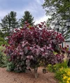 Merlot Redbud (Cercis 'Merlot') — Plant and Bloom Design Studio