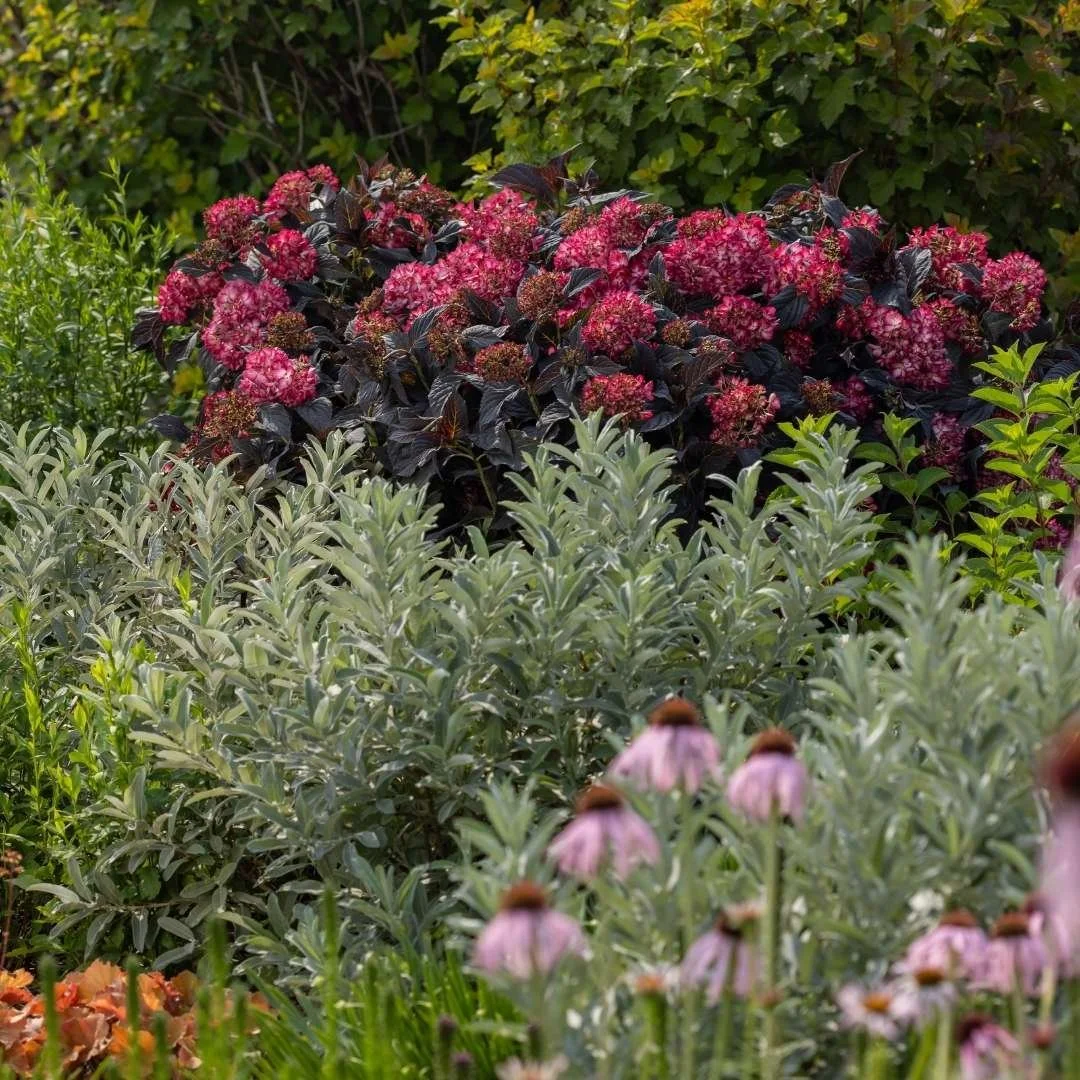 Eclipse® Bigleaf Hydrangea — Plant and Bloom Design Studio