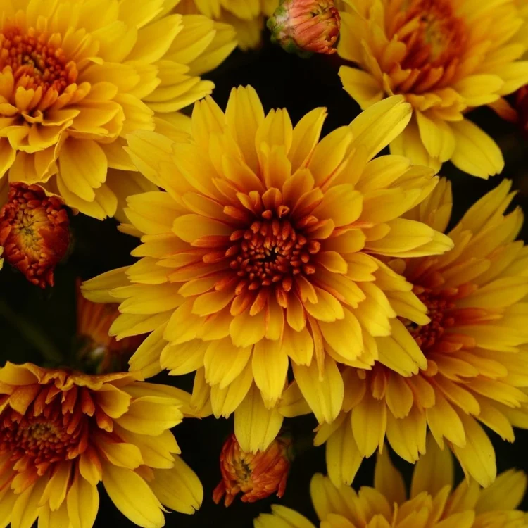 10 Fall Blooming Perennials — Plant and Bloom Design Studio