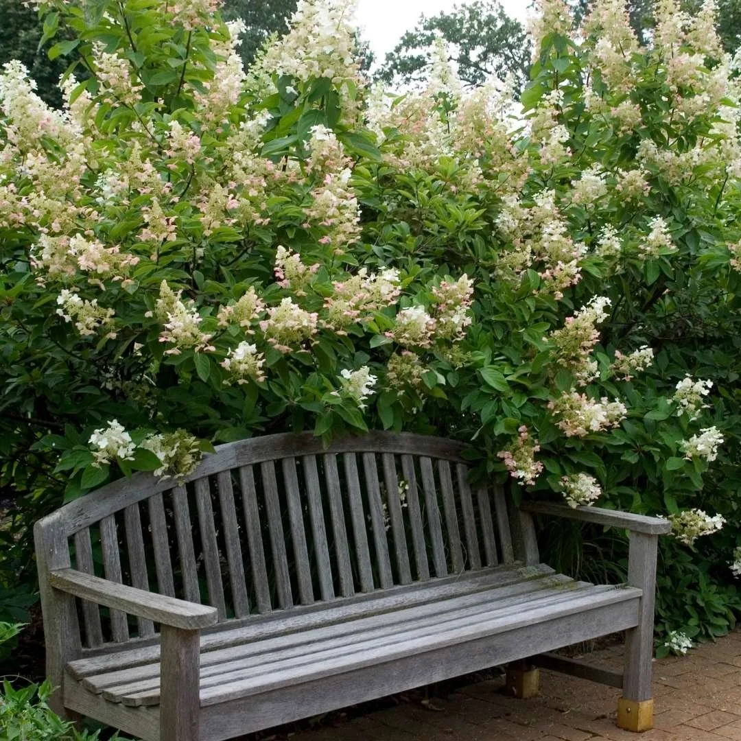 The Panicle Hydrangea — Plant and Bloom Design Studio