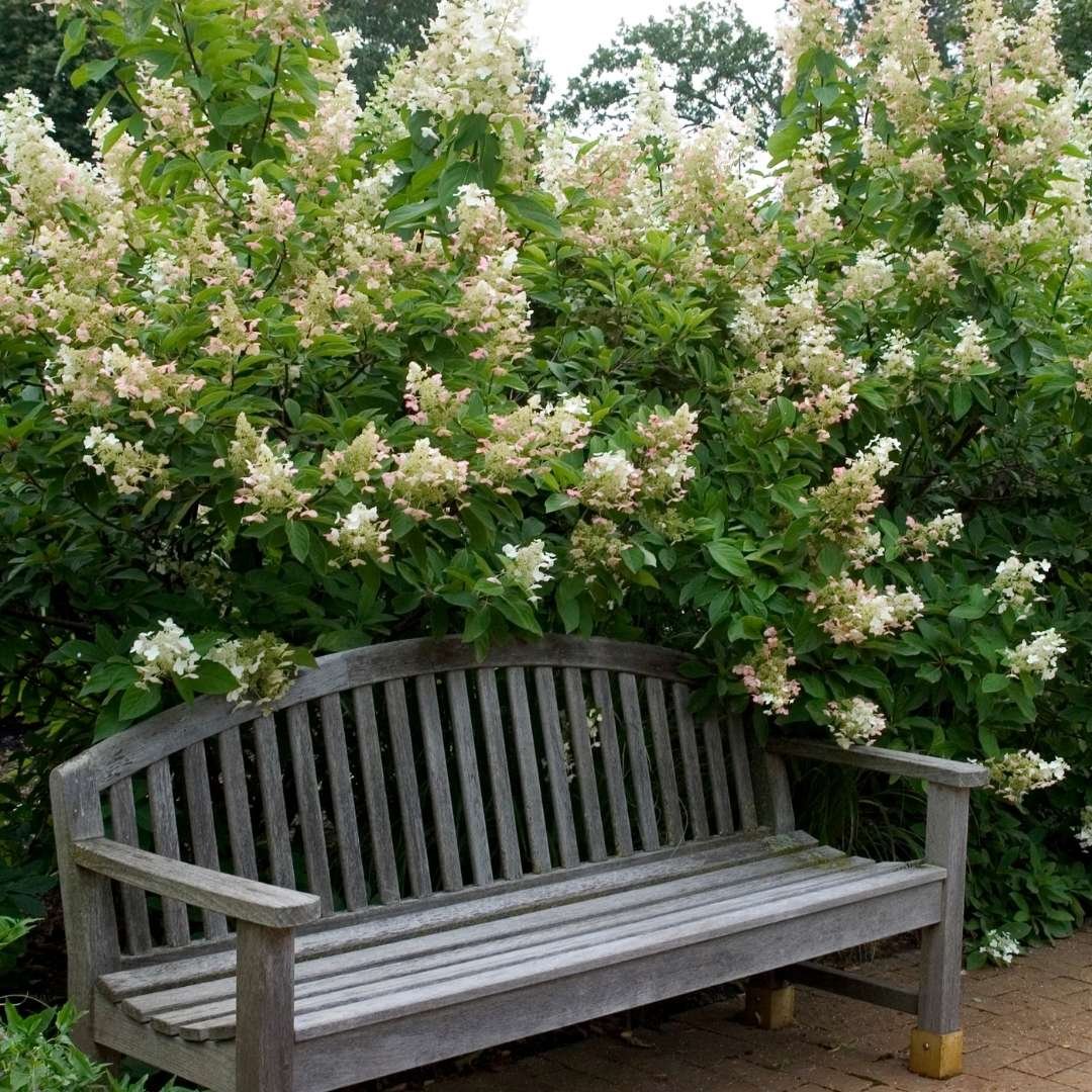 The Panicle Hydrangea — Plant and Bloom Design Studio