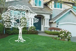 10 Small Trees for Front Yard Landscaping — Plant and Bloom Design Studio