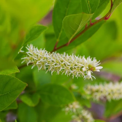 Virginia Sweetspire — Plant and Bloom Design Studio