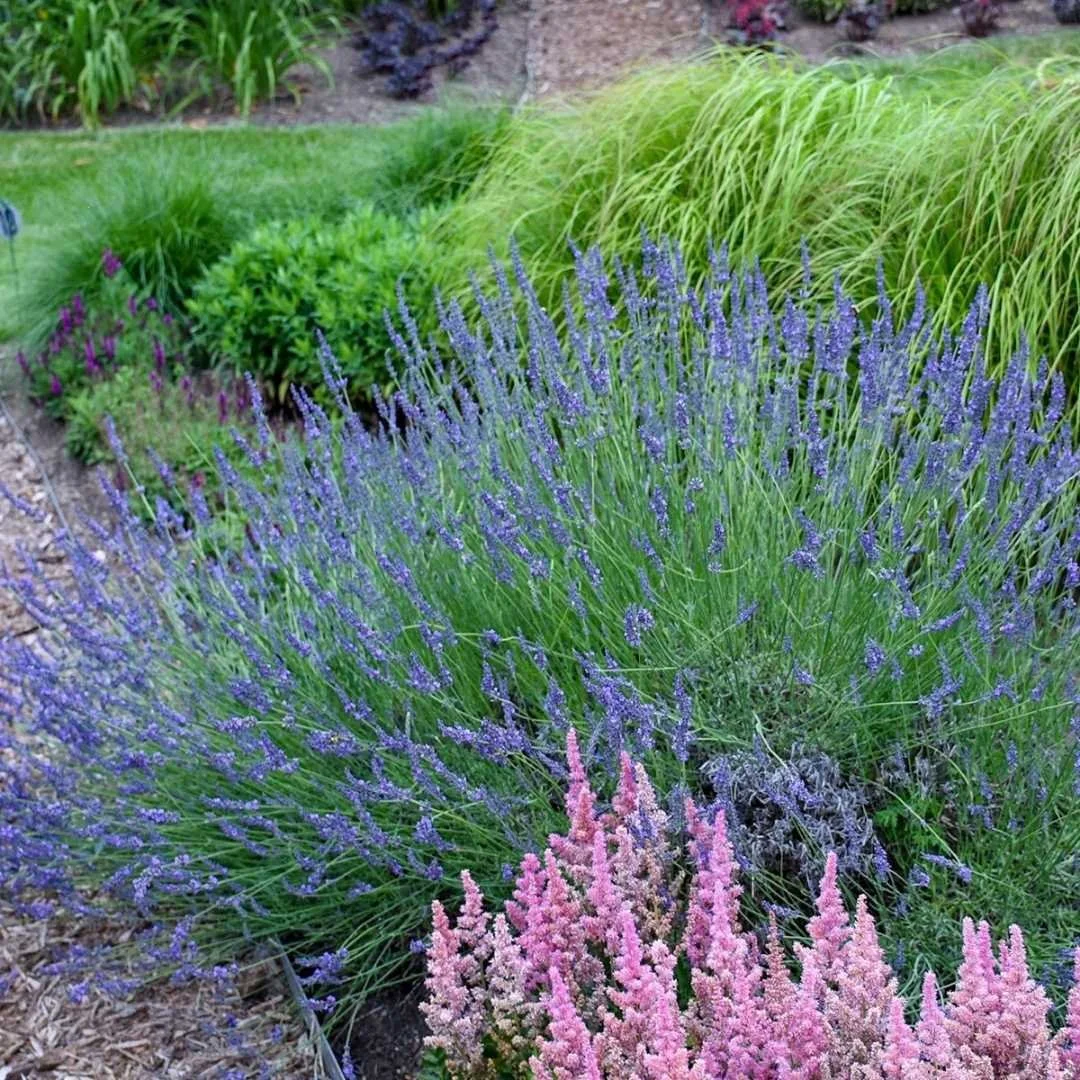 Which Lavender Plant is Best for My Garden? — Plant and Bloom Design Studio
