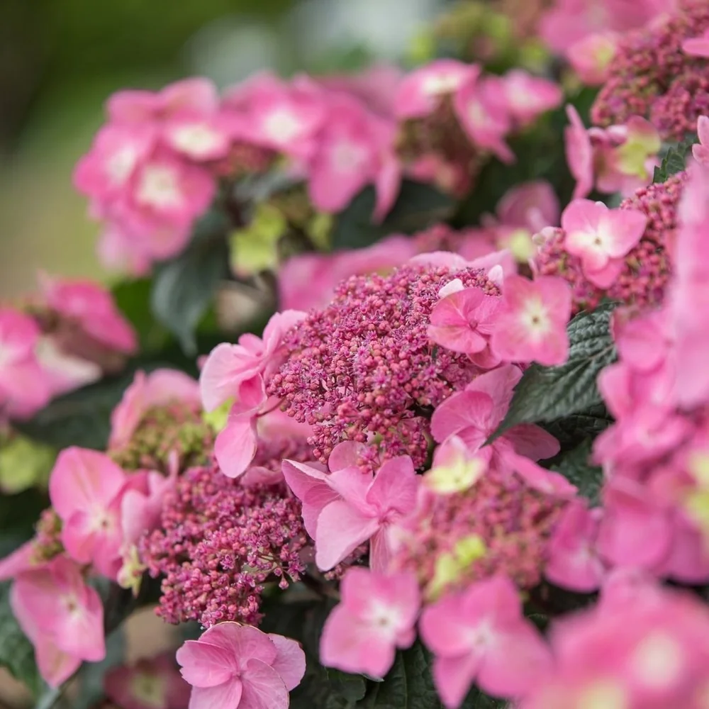 Pop Star® Reblooming Hydrangea — Plant and Bloom Design Studio