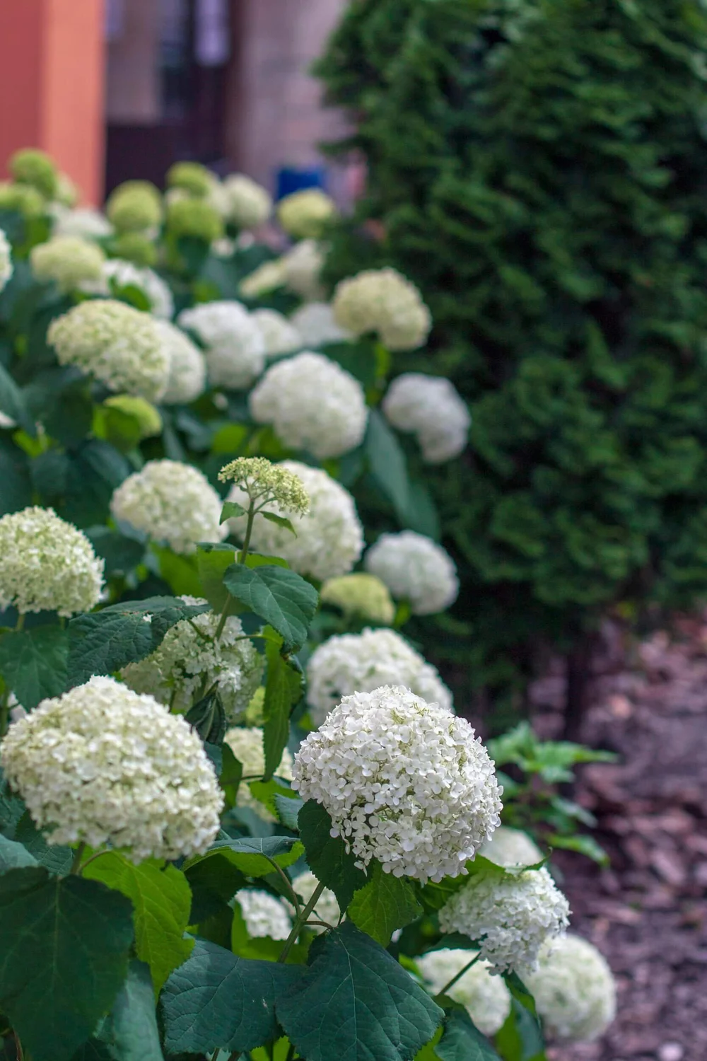 Smooth Hydrangea (Hydrangea arborescens) — Plant and Bloom Design Studio