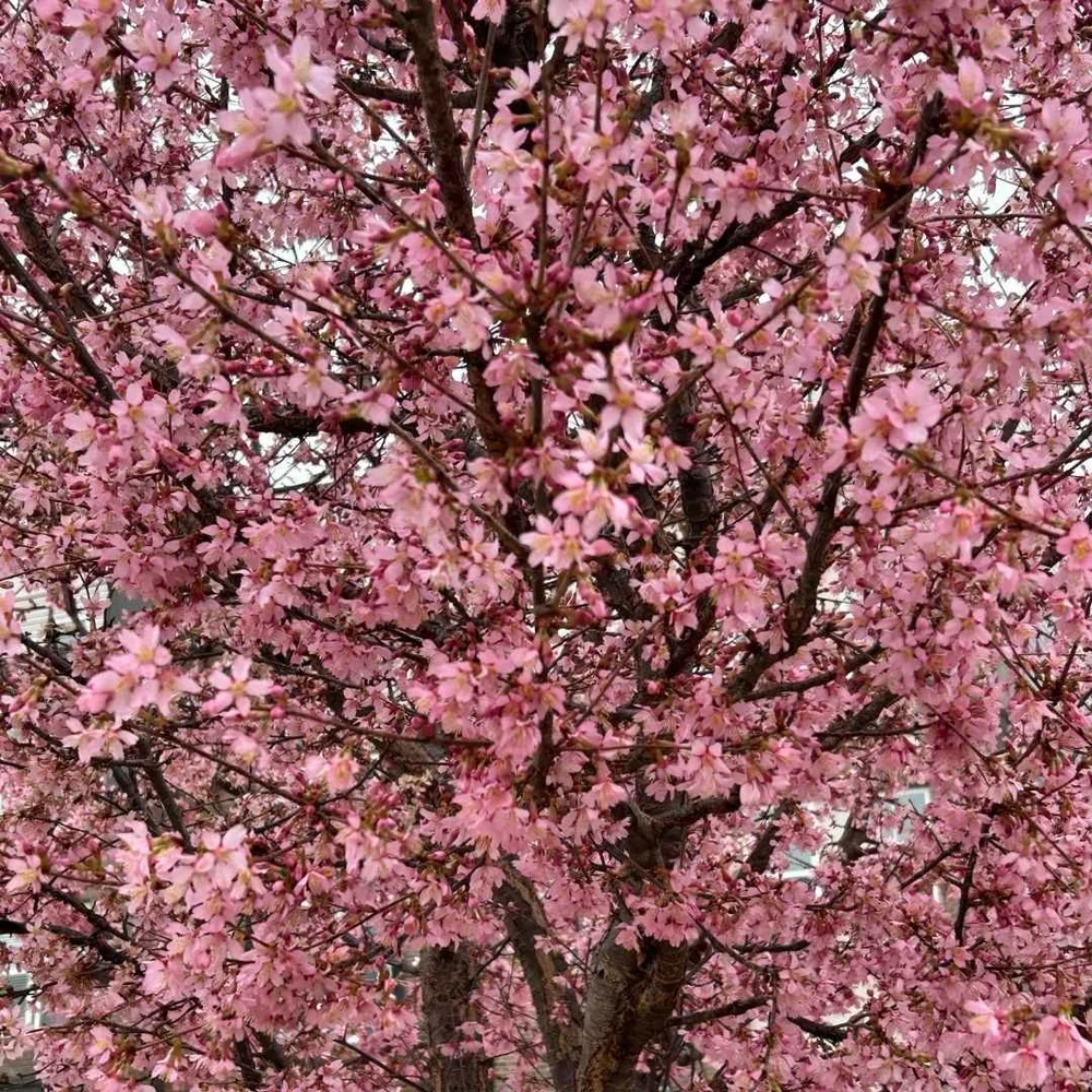5 Easy Tree Planting Ideas — Plant and Bloom Design Studio