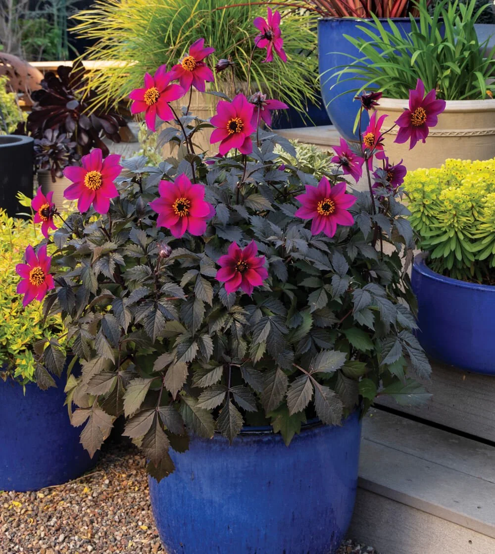 10 Plants with Dark Leaves — Plant and Bloom Design Studio