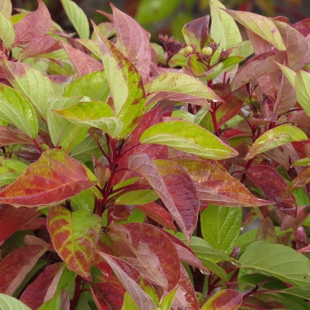 11 Wet Soil Shrubs That Absorb Water (Including Evergreens) — Plant and ...