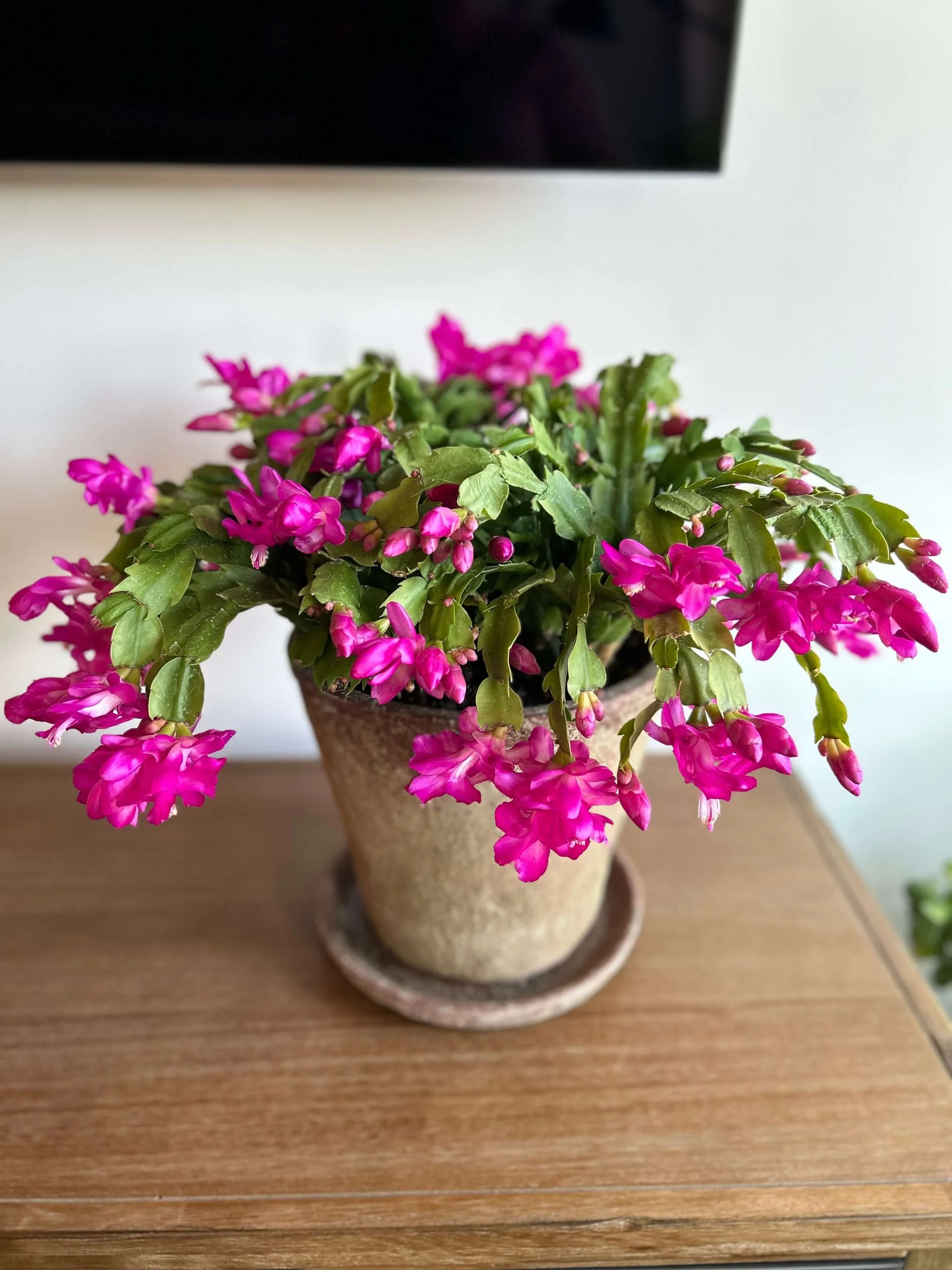 Thanksgiving Cactus (Shlumbergera truncata) — Plant and Bloom Design Studio