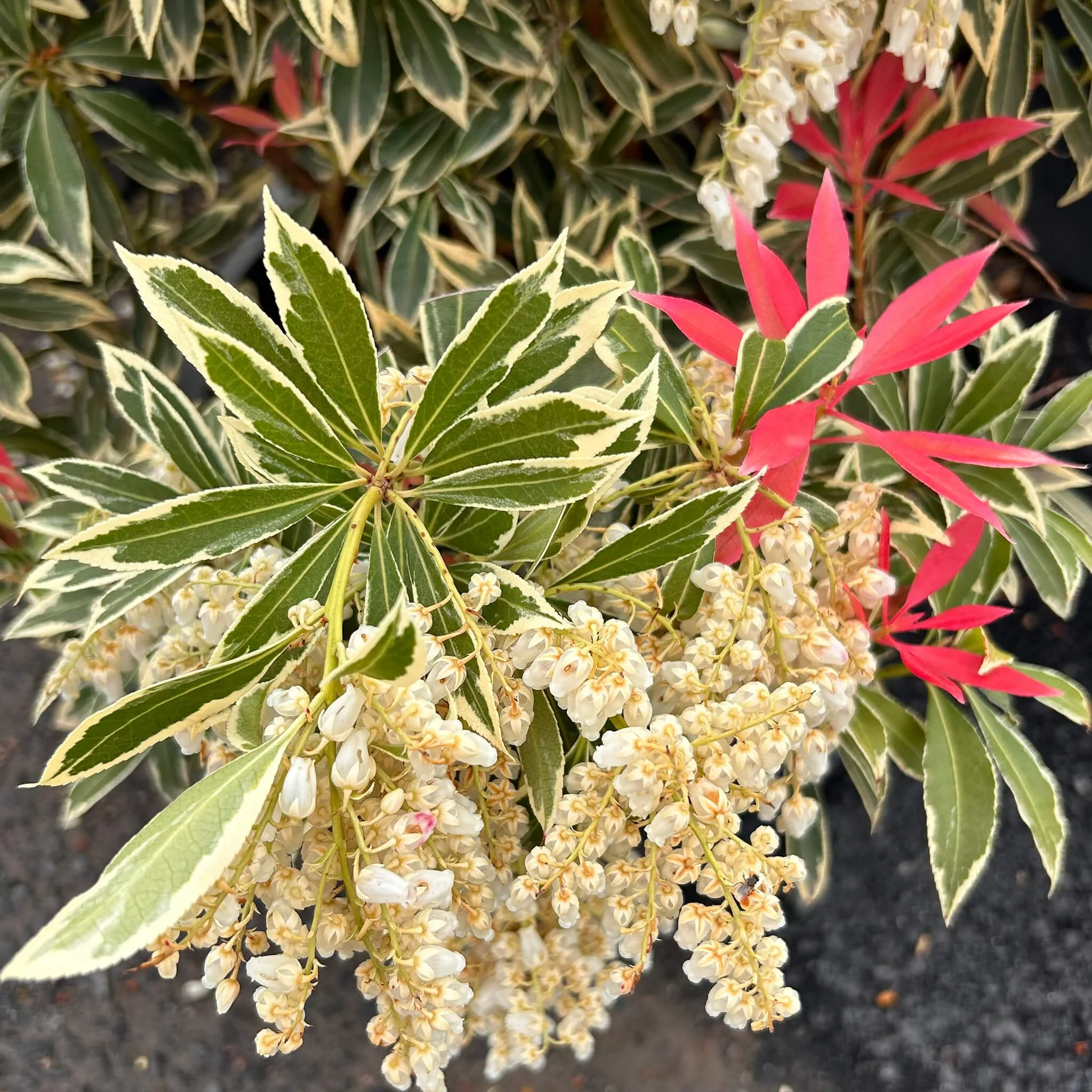Japanese Andromeda (Pieris japonica) — Plant and Bloom Design Studio