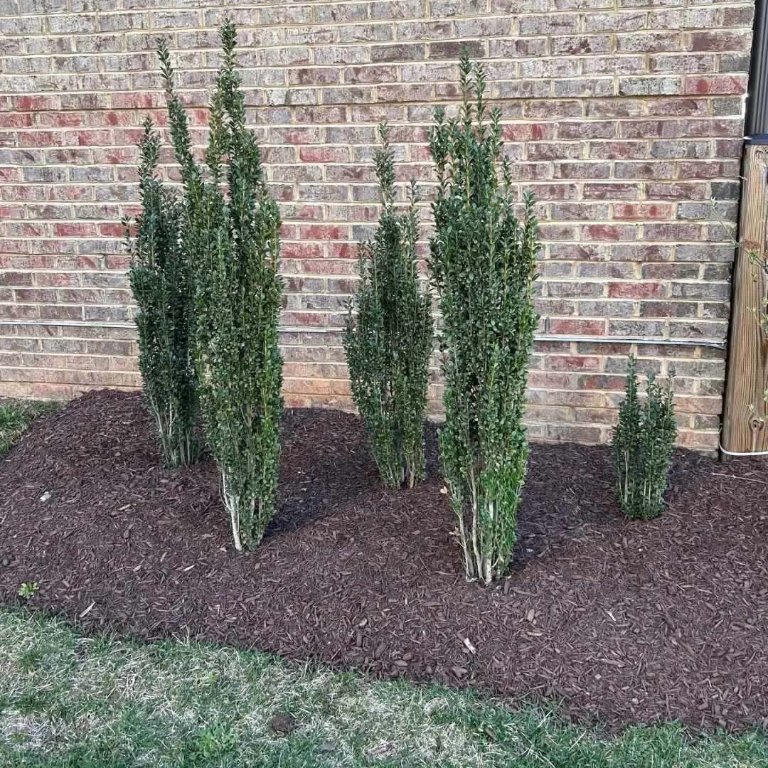 Evergreen Landscaping Shrubs — Plant and Bloom Design Studio