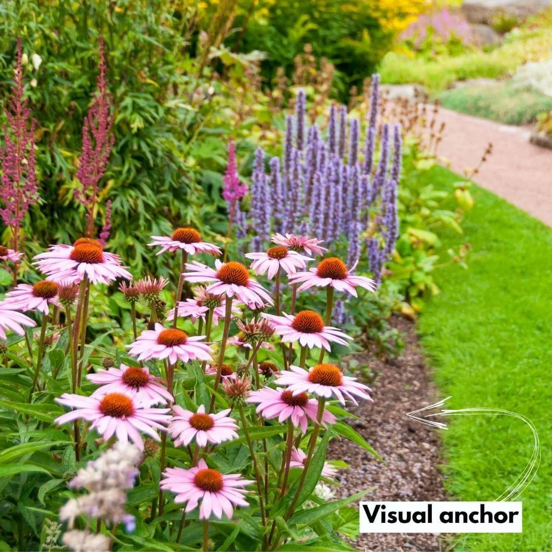 15 Colorful Echinacea Types — Plant and Bloom Design Studio