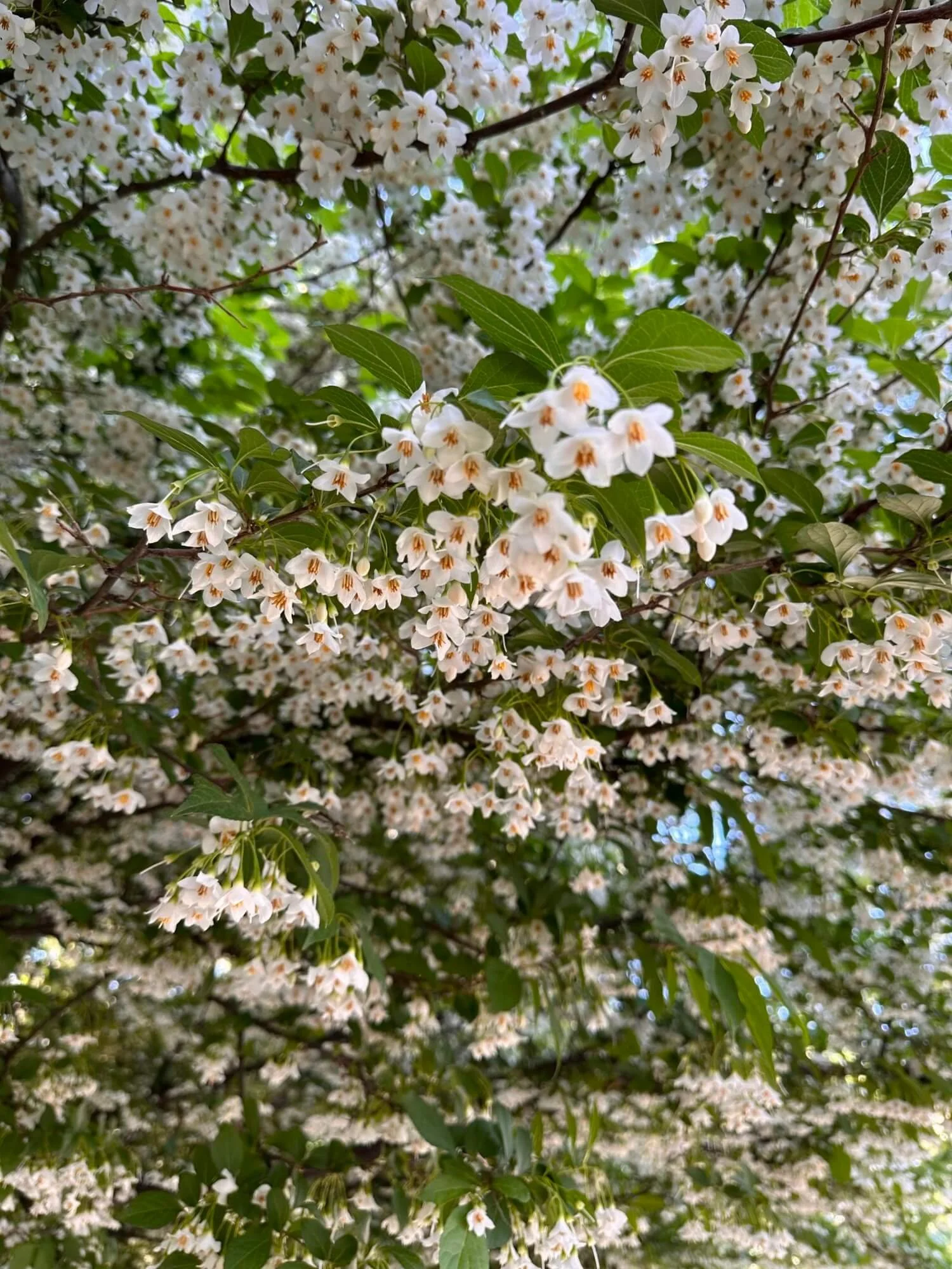 Japanese Snowbell Tree (Styrax japonicus) — Plant and Bloom Design Studio