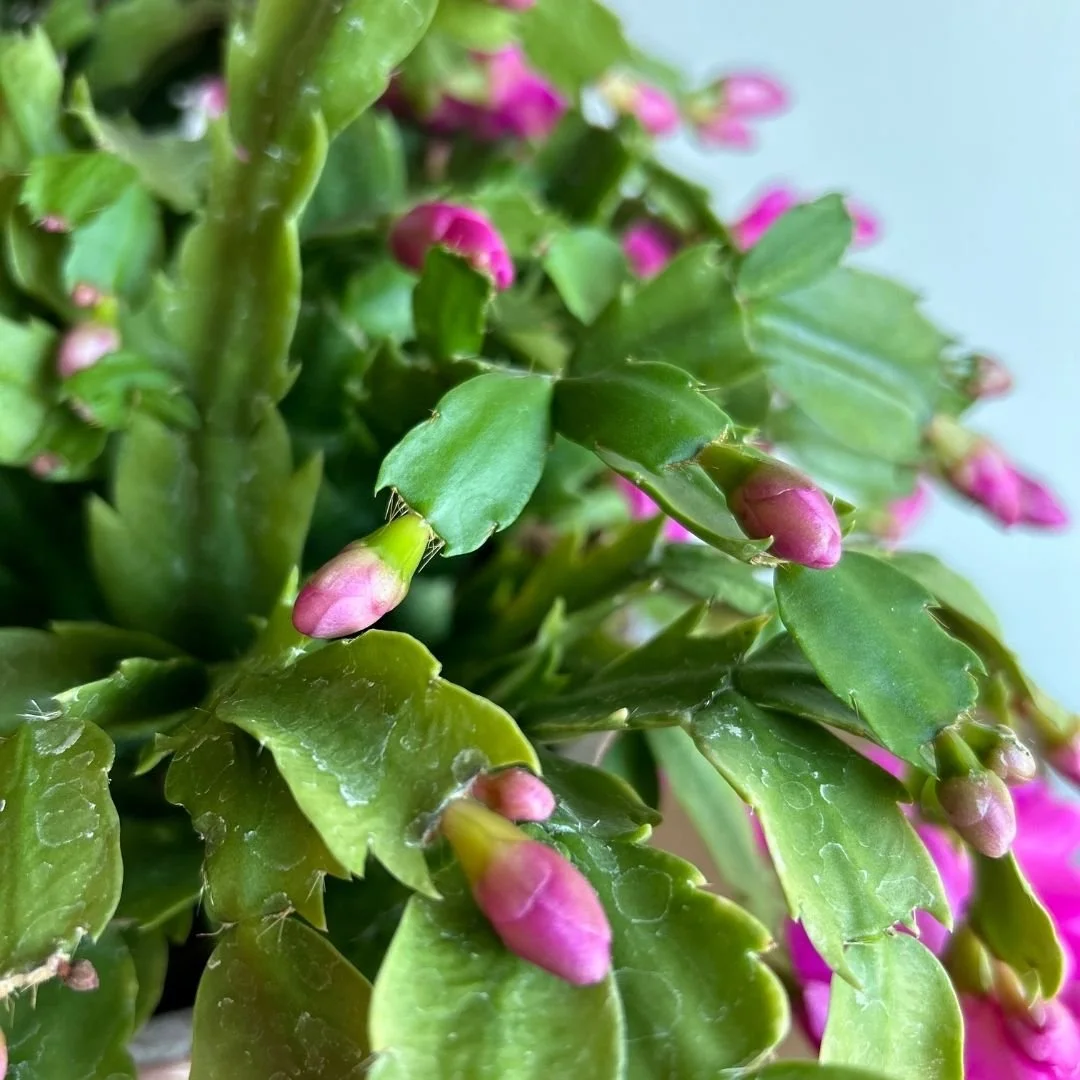 Thanksgiving Cactus Plant — Plant and Bloom Design Studio