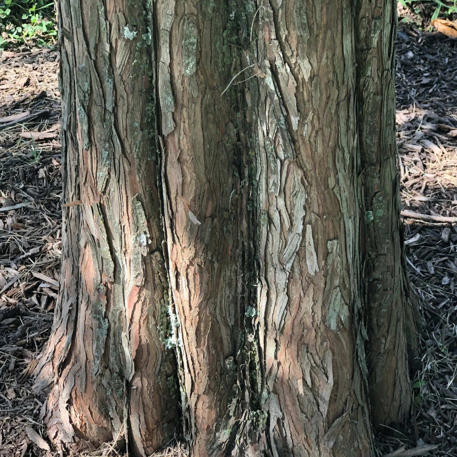 Bald Cypress (Taxodium distichum) — Plant and Bloom Design Studio