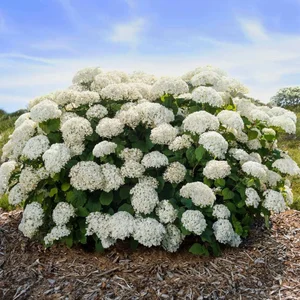 The Smooth Hydrangea — Plant and Bloom Design Studio