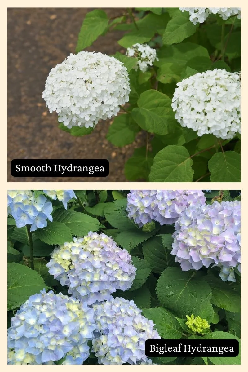 Smooth Hydrangea (Hydrangea arborescens) — Plant and Bloom Design Studio