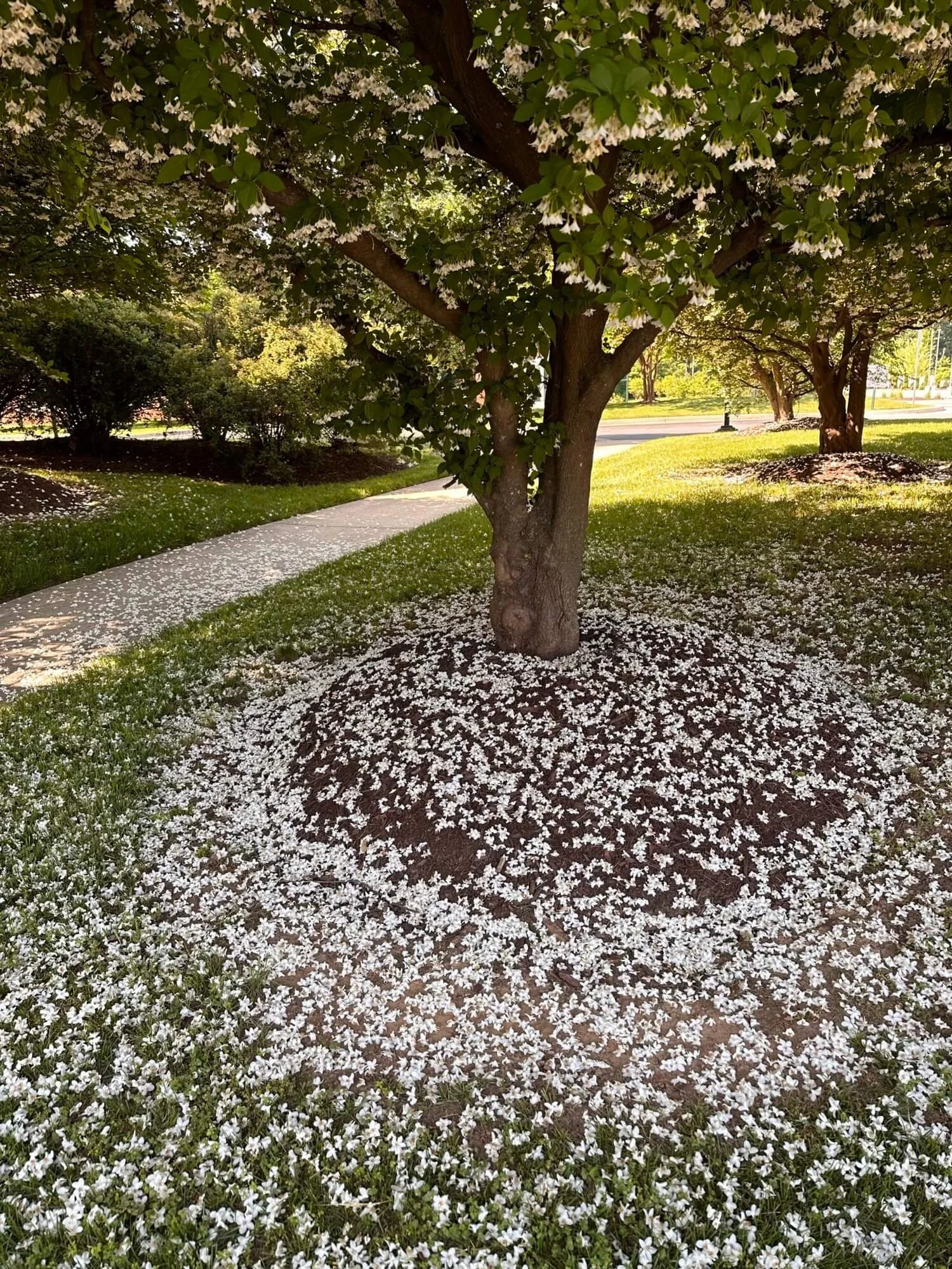 Japanese Snowbell Tree (Styrax japonicus) — Plant and Bloom Design Studio