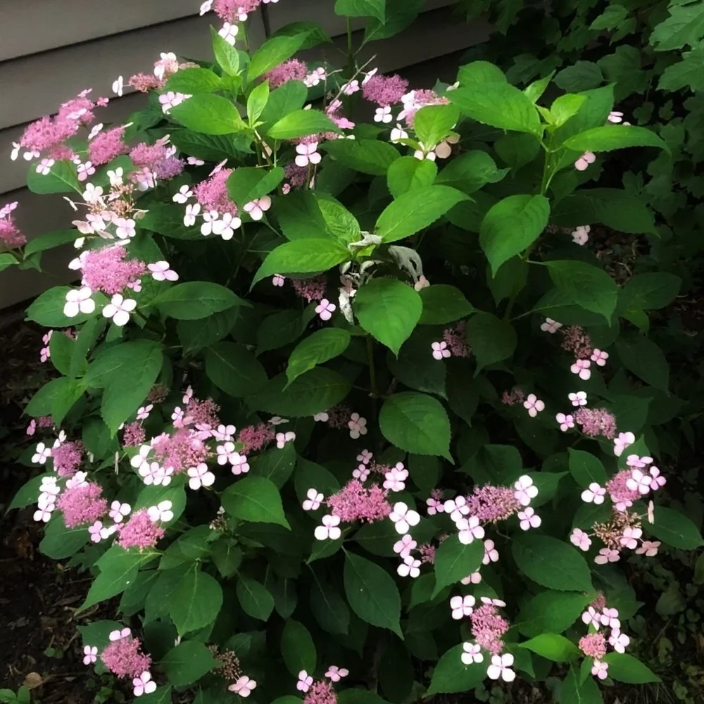 Bluebird Mountain Hydrangea (Hydrangea serrata 'Bluebird') — Plant and ...