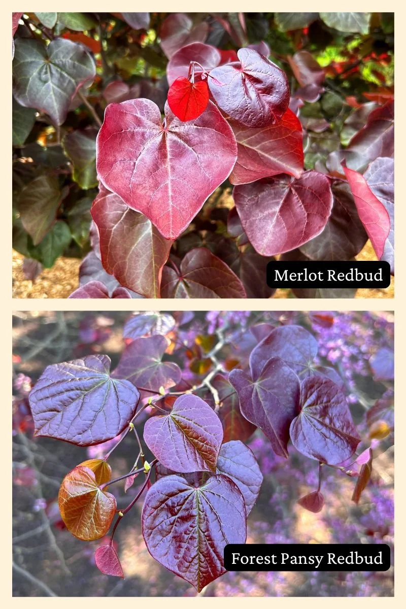 Merlot Redbud Tree — Plant and Bloom Design Studio
