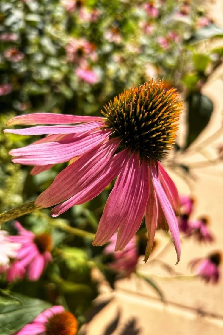 Purple Coneflower Plant — Plant and Bloom Design Studio