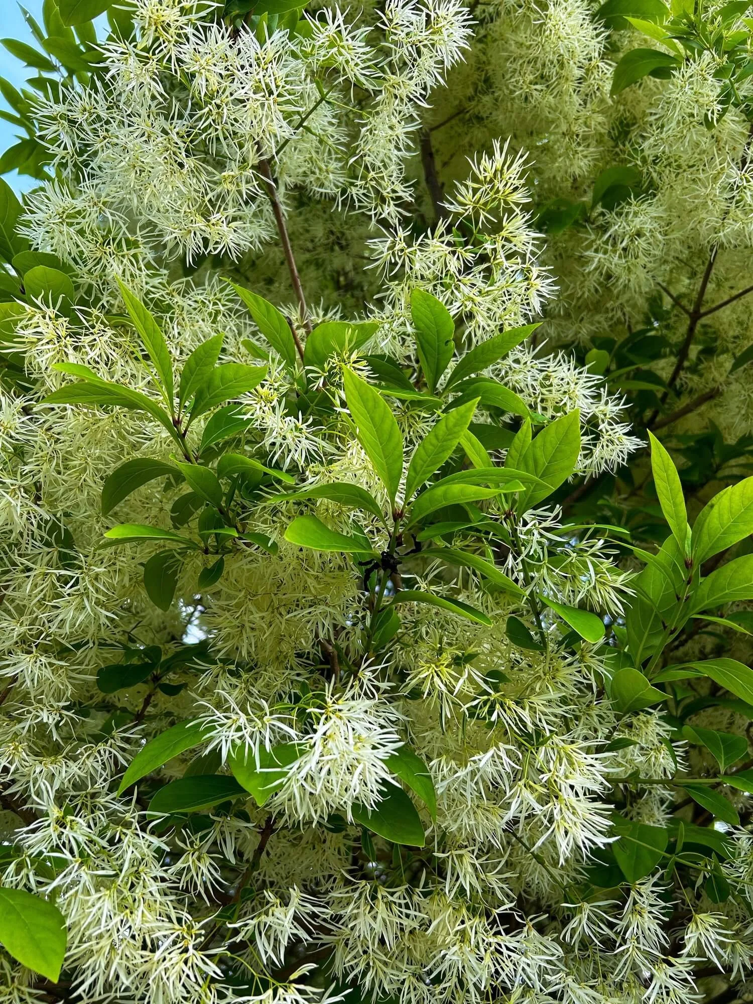 #Gardengoals Achieved with these 5 High Impact, Low-Maintenance Trees ...