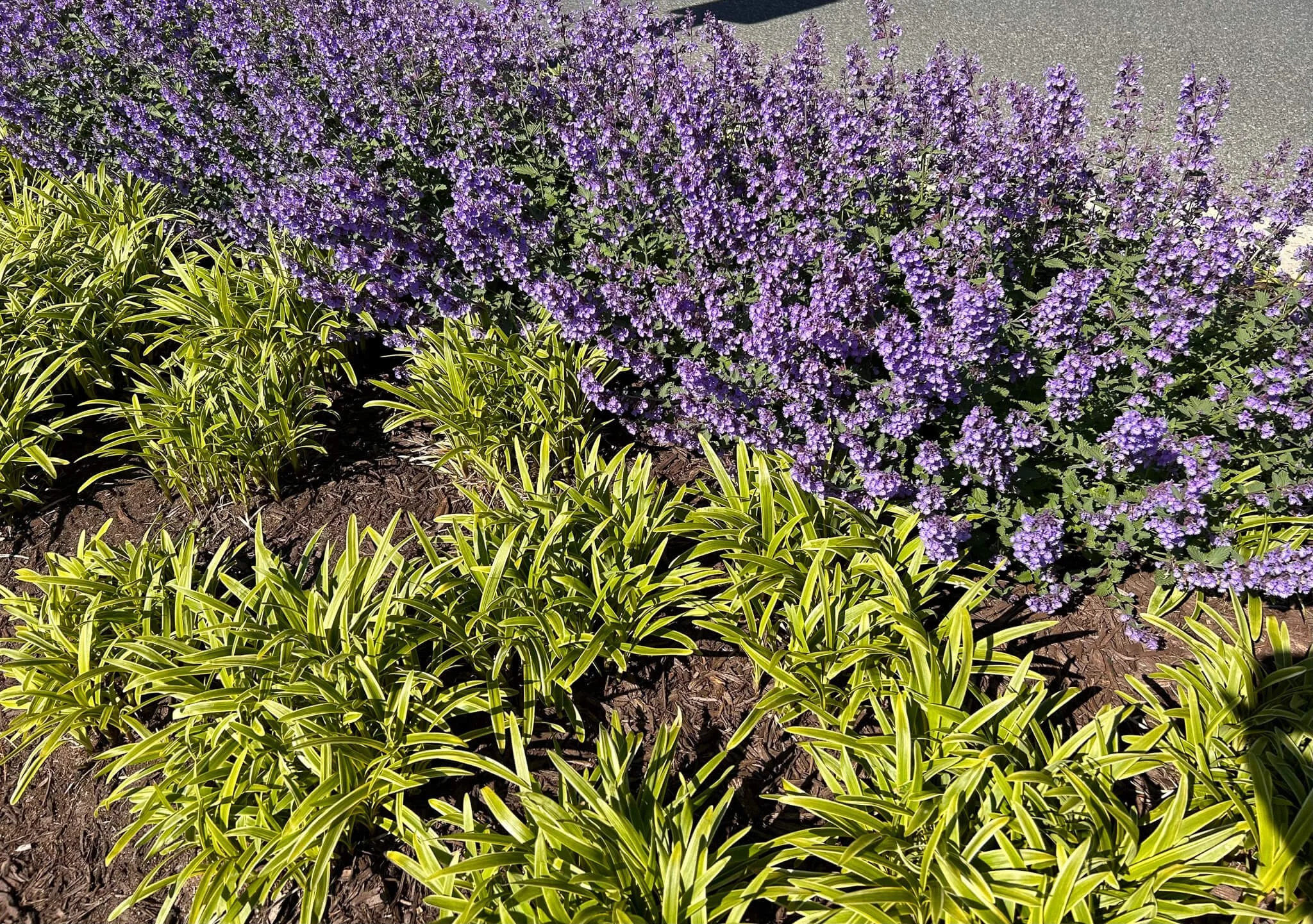 Walker's Low Catmint — Plant and Bloom Design Studio