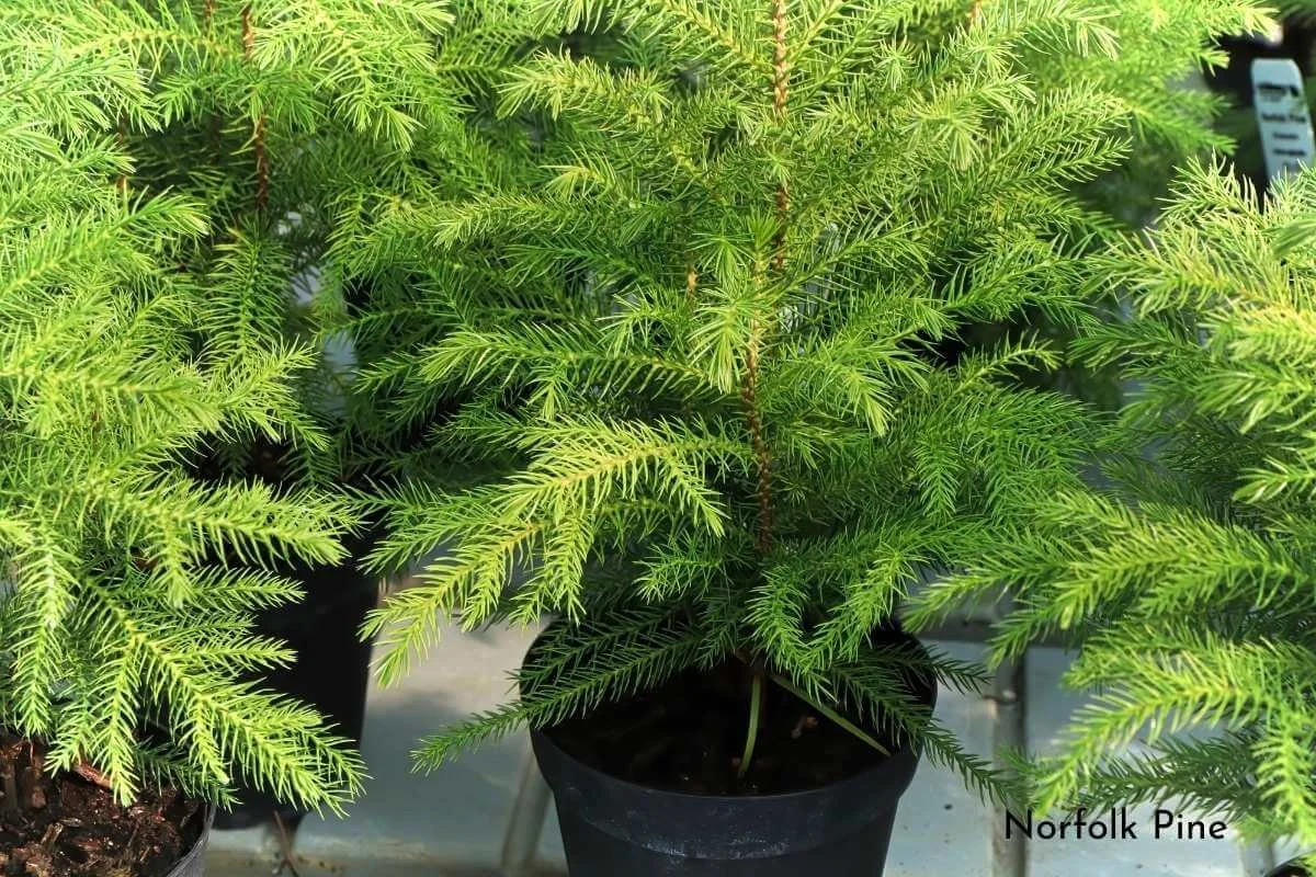 Care for Norfolk Pine Indoors — Plant and Bloom Design Studio