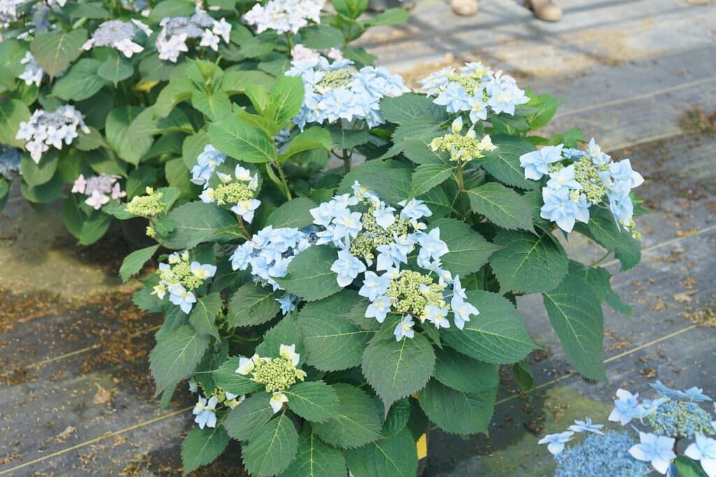 The Mountain Hydrangea — Plant and Bloom Design Studio