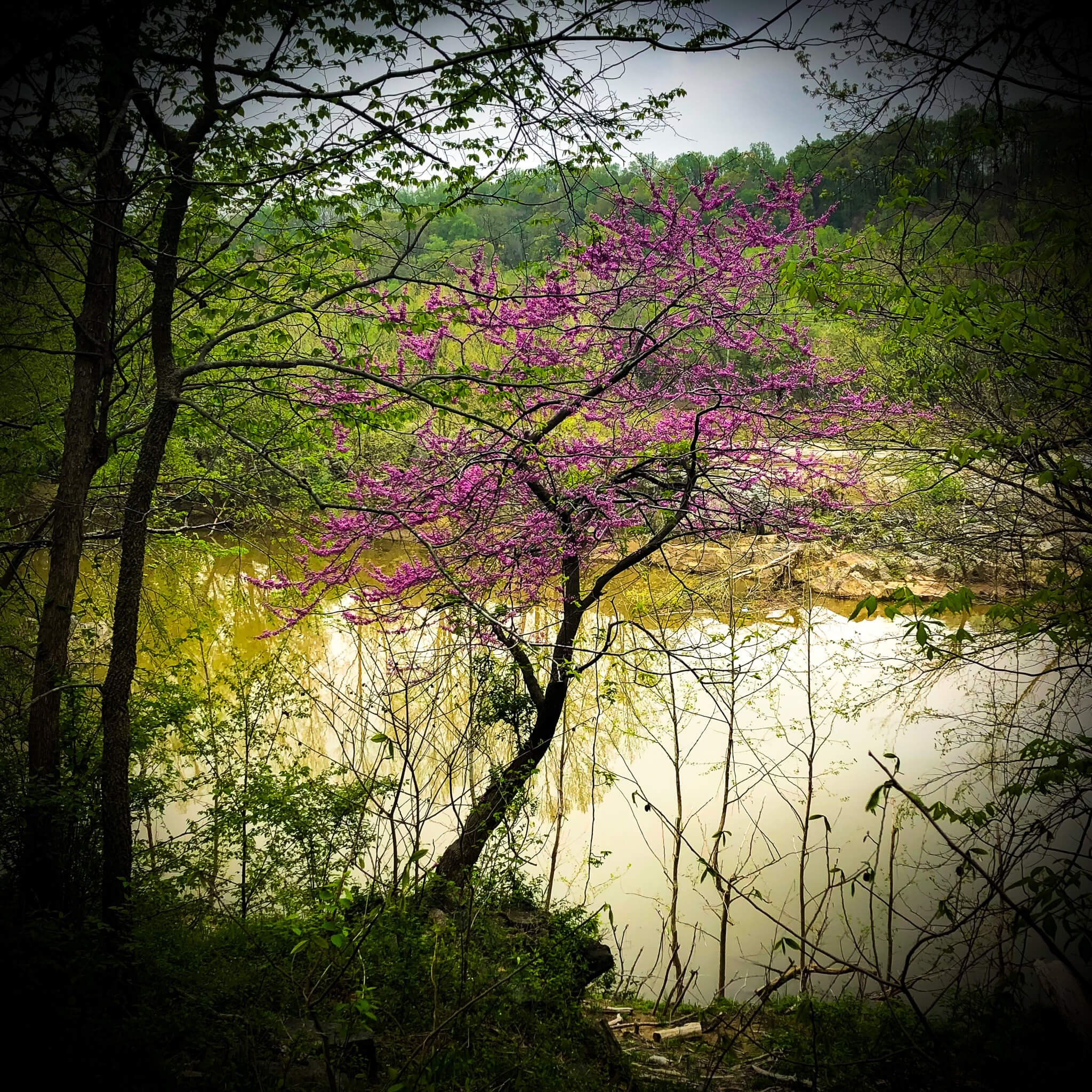 Eastern Redbud (Cercis canadensis). — Plant and Bloom Design Studio