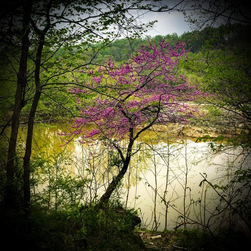 Eastern Redbud (Cercis canadensis). — Plant and Bloom Design Studio