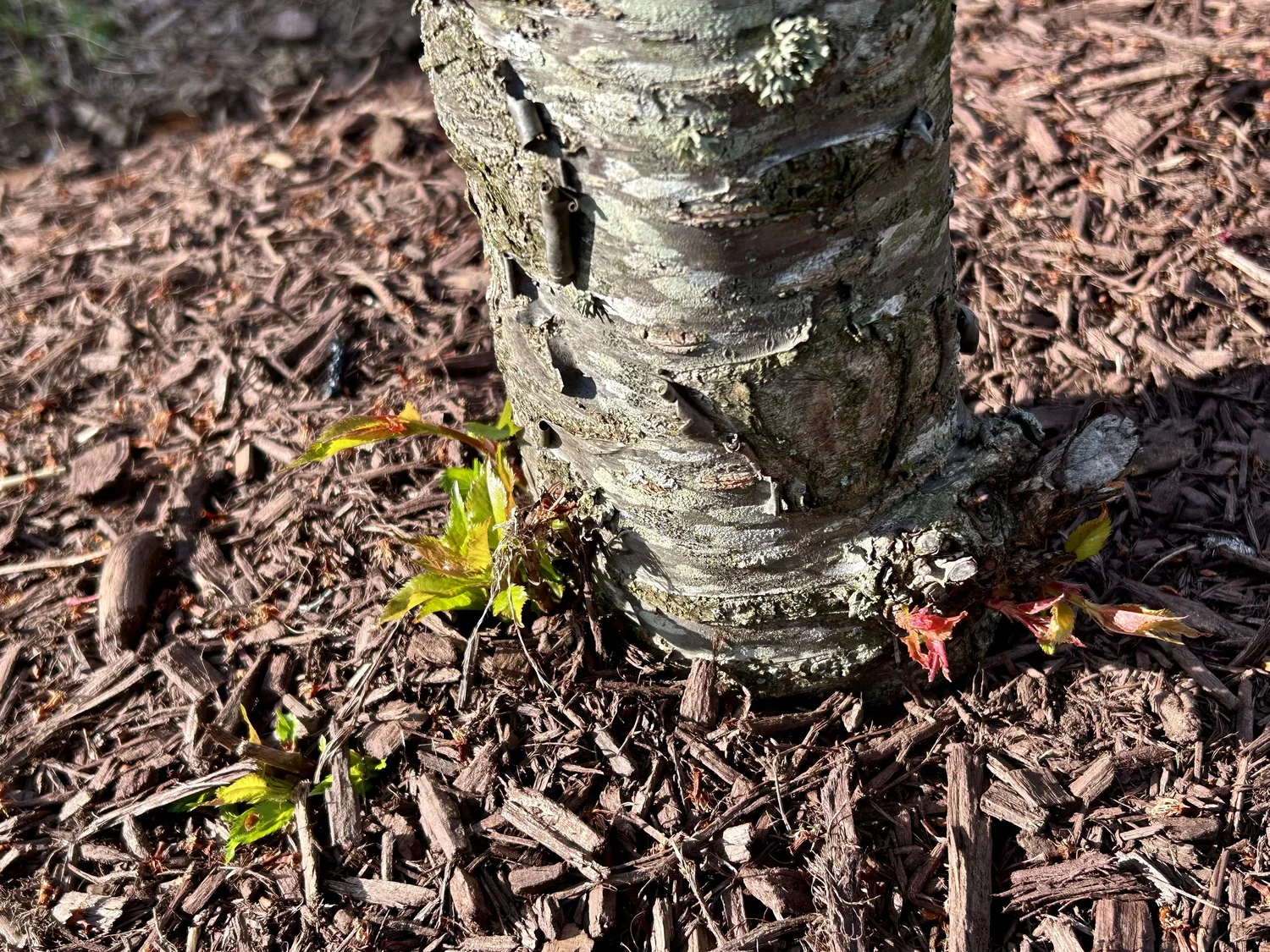 Okame Cherry Tree Prunus x incam Prunus x encamp — Plant and Bloom ...