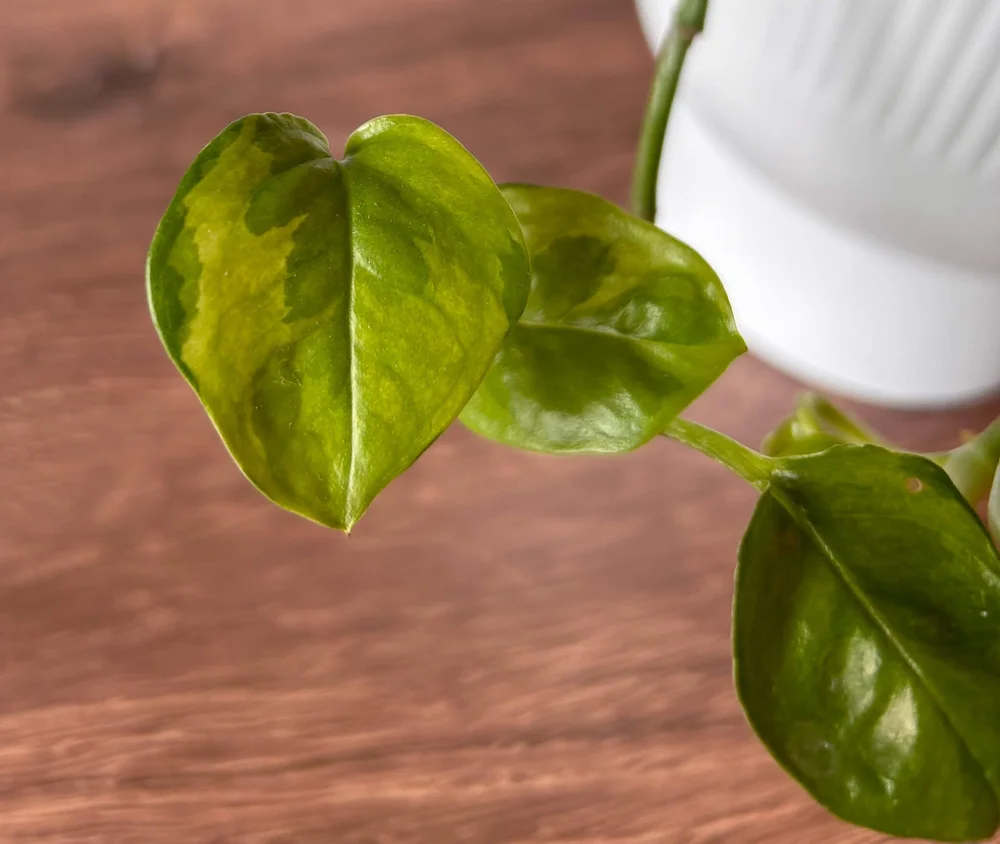 Lemon Meringue Pothos (Epipremnum aureum 'Lemon Meringue') — Plant and ...